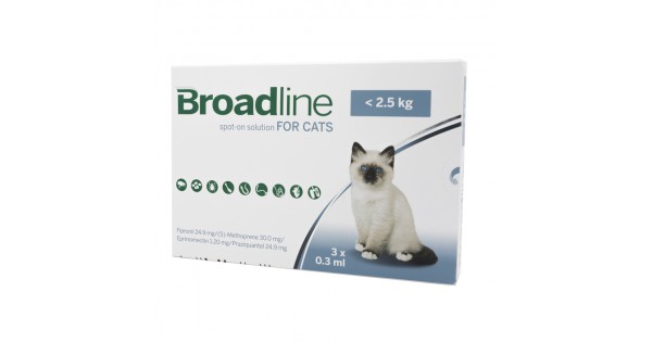 Broadline Cat